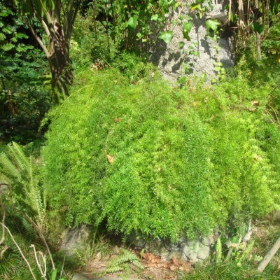 Asparagus densiflorus