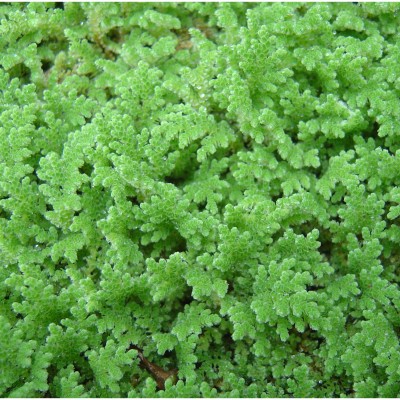 Azolla filiculoides
