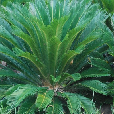 Cycas revoluta