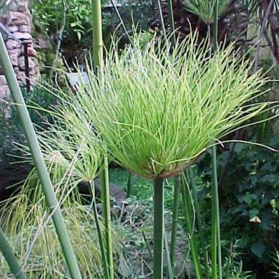Cyperus papyrus