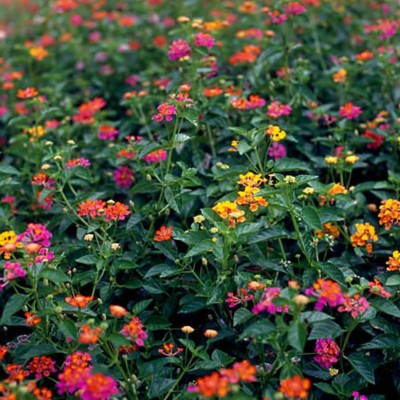 Lantana camara
