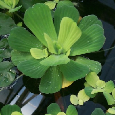 Pistia stratiotes