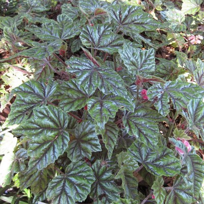 Begonia incarnata