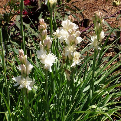 Polianthes tuberosa