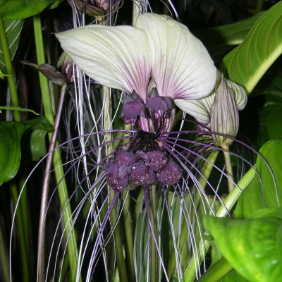 Tacca integrifolia